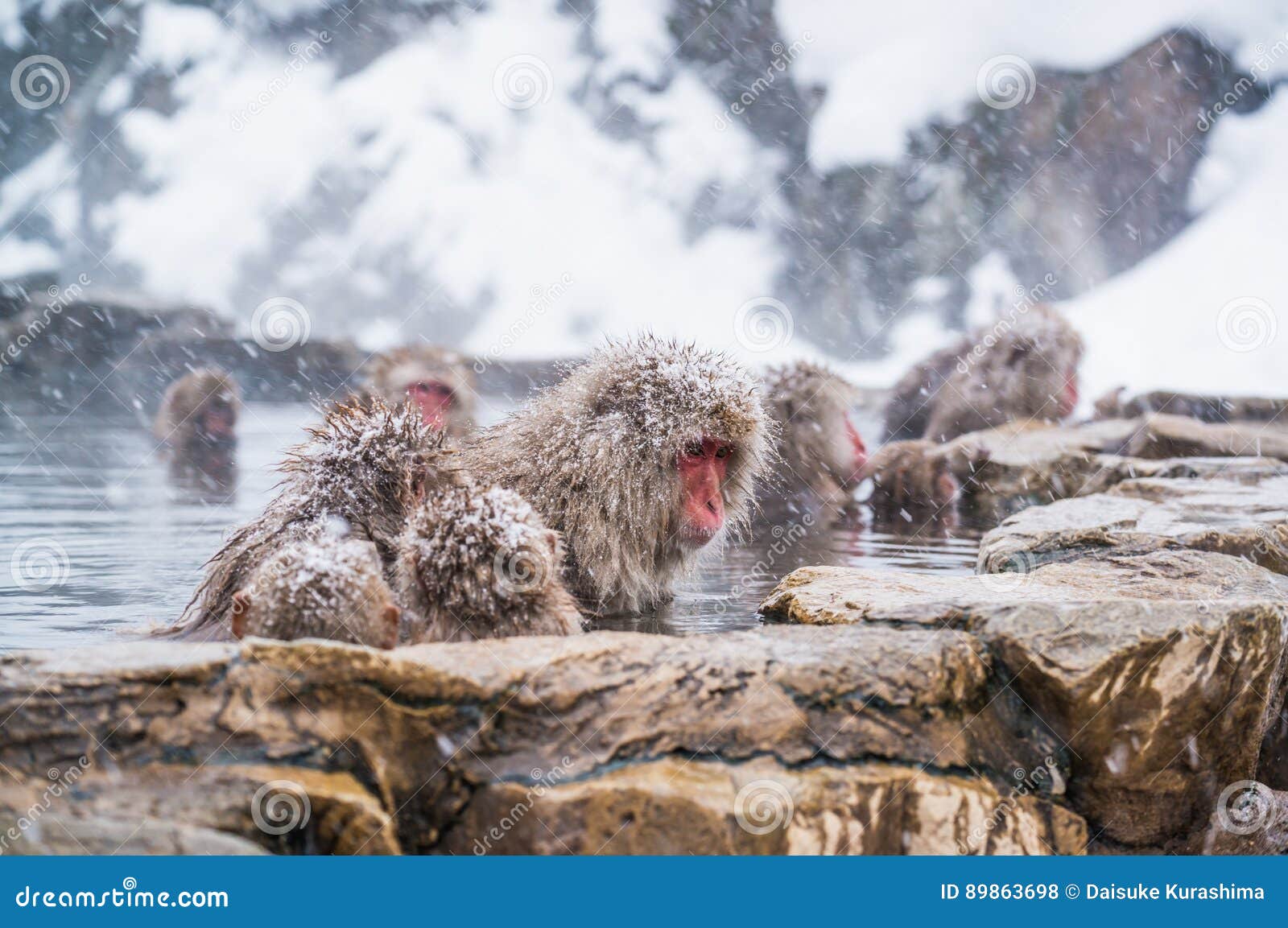 Snow Monkey in the spa stock photo. Image of natural - 89863698