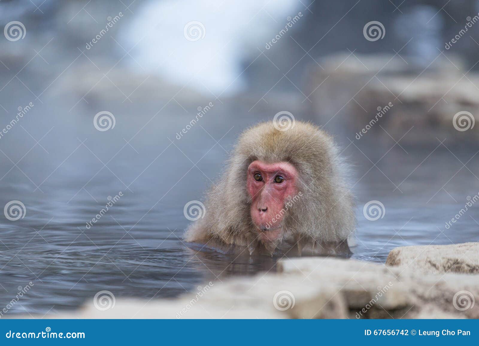 Snow Monkey Taking Bath with Hot Spring Water, Stock Photo - Image of ...