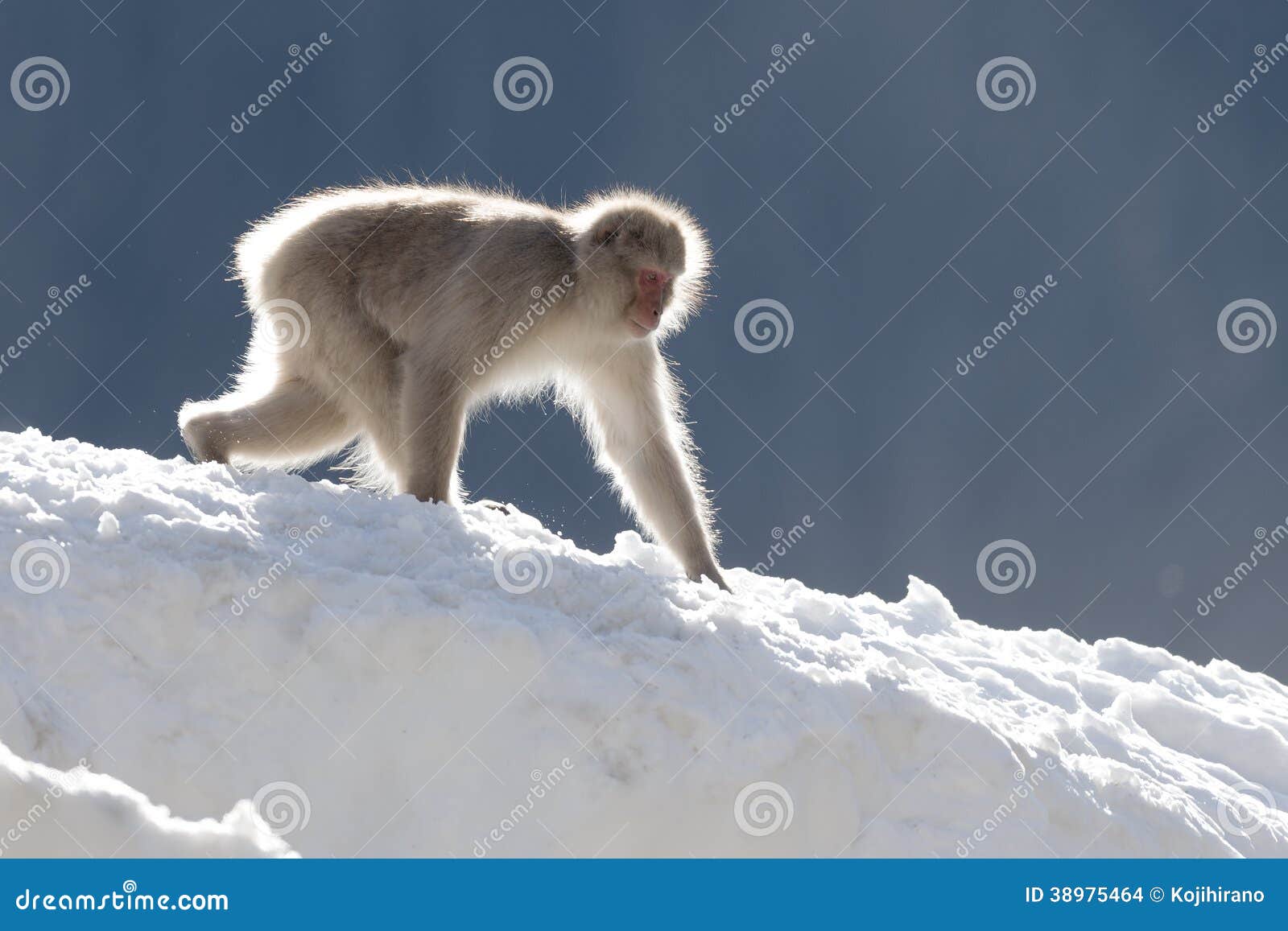 Snow Monkey At Hot Spring, Yamanouchi Stock Photography | CartoonDealer ...