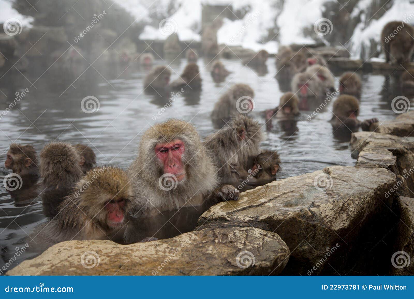 Snow monkeys stock image. Image of onsen, cold, snow - 22973781