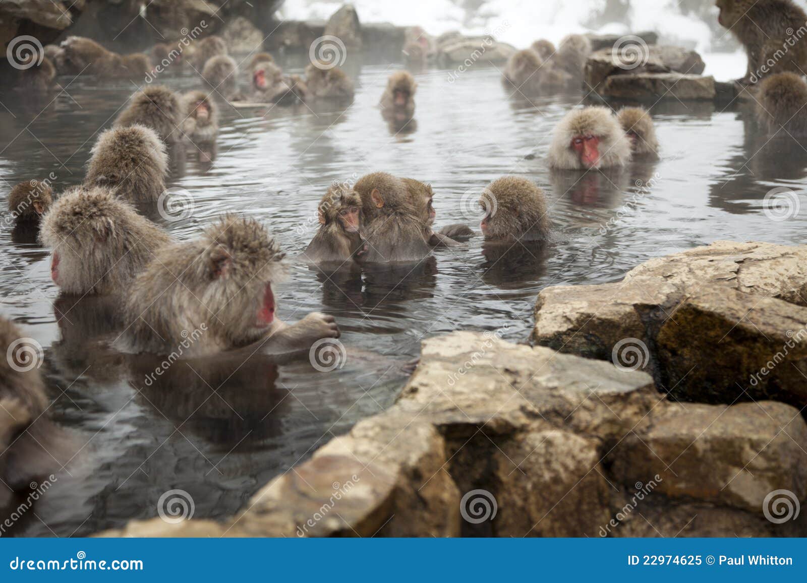 Snow monkeys stock image. Image of furry, snow, primate - 22974625