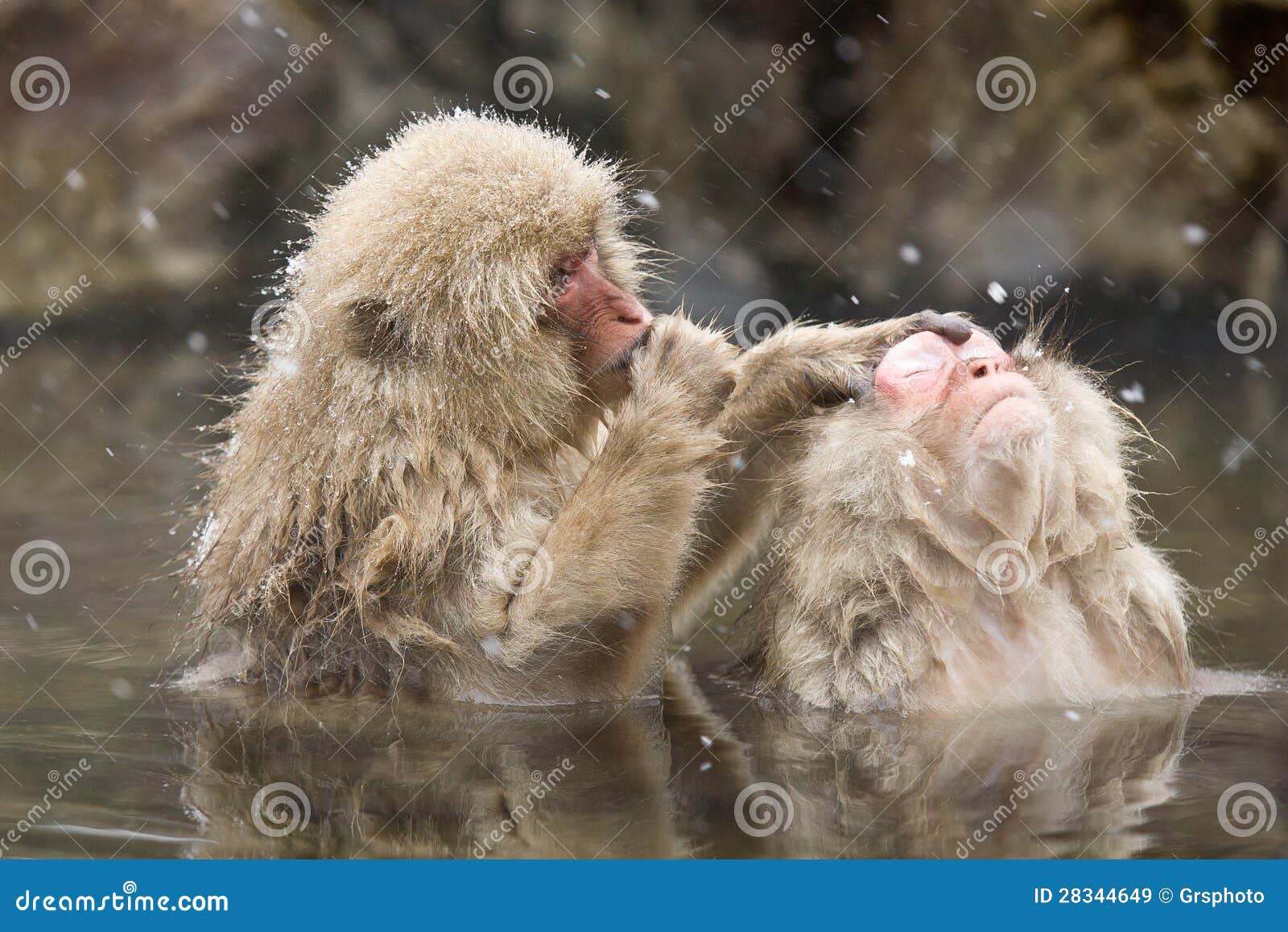 Snow Monkeys Grooming in Hot Spring Stock Image - Image of body ...