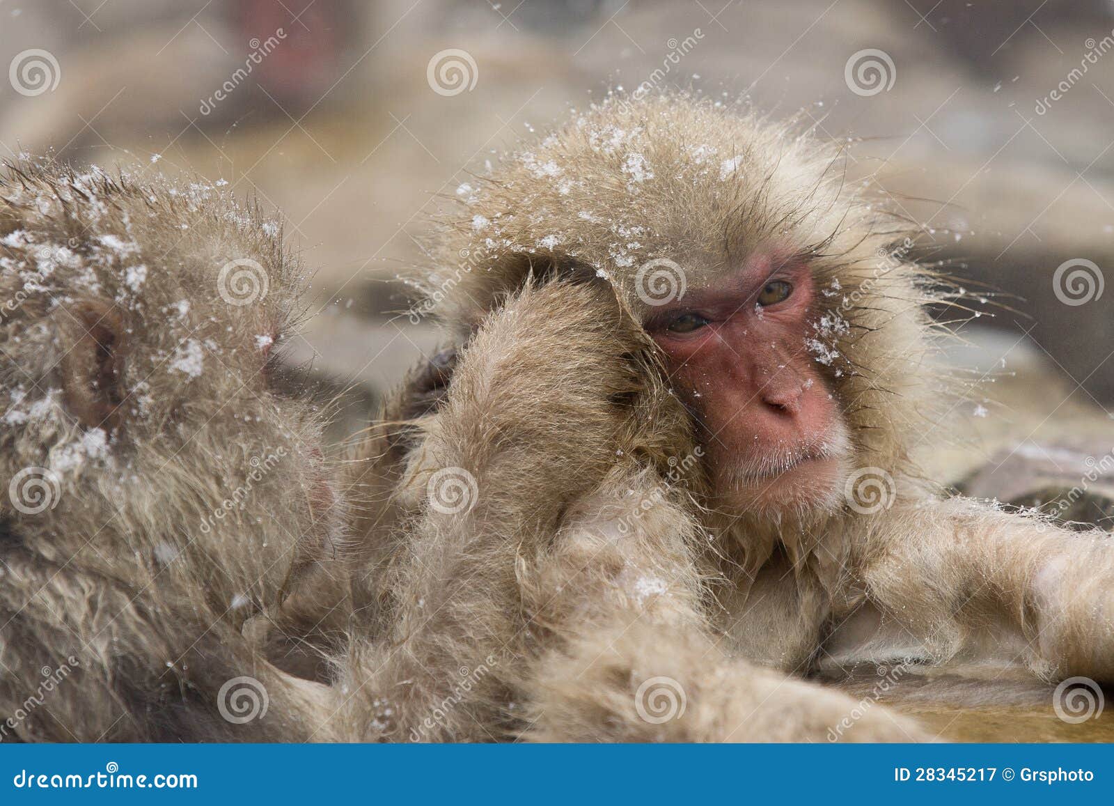 Snow Monkeys Grooming in Hot Spring Stock Image - Image of japan, head ...