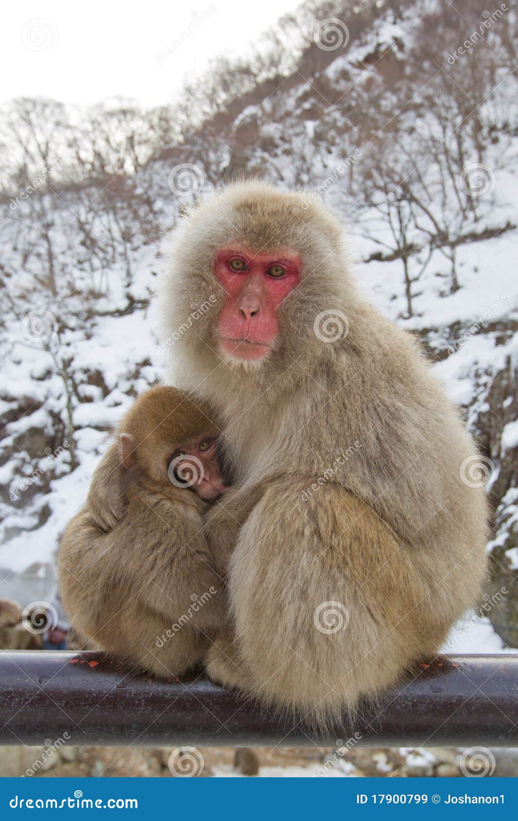 Snow Monkeys at Hot Spring stock image. Image of outside - 17900799