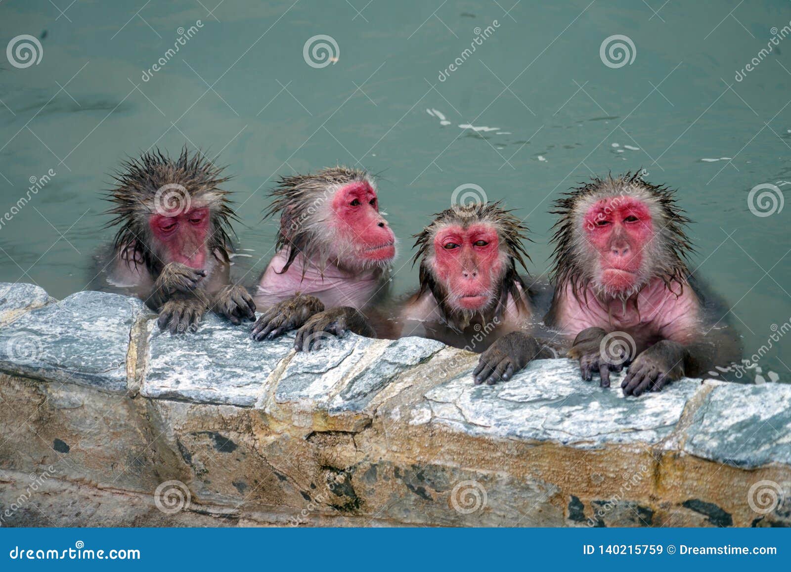 Snow Monkeys in the Hot Spring Stock Image - Image of head, beautiful ...