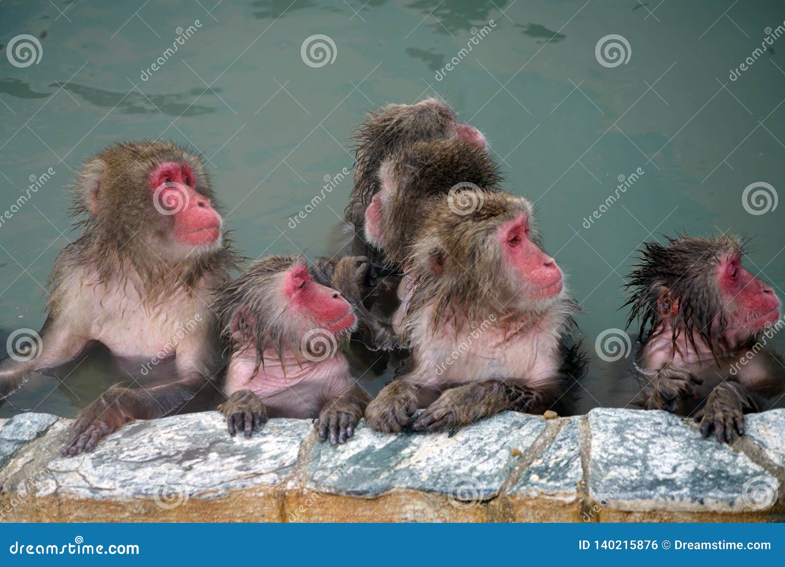 Snow Monkeys in the Hot Spring Stock Photo - Image of fence, cute ...