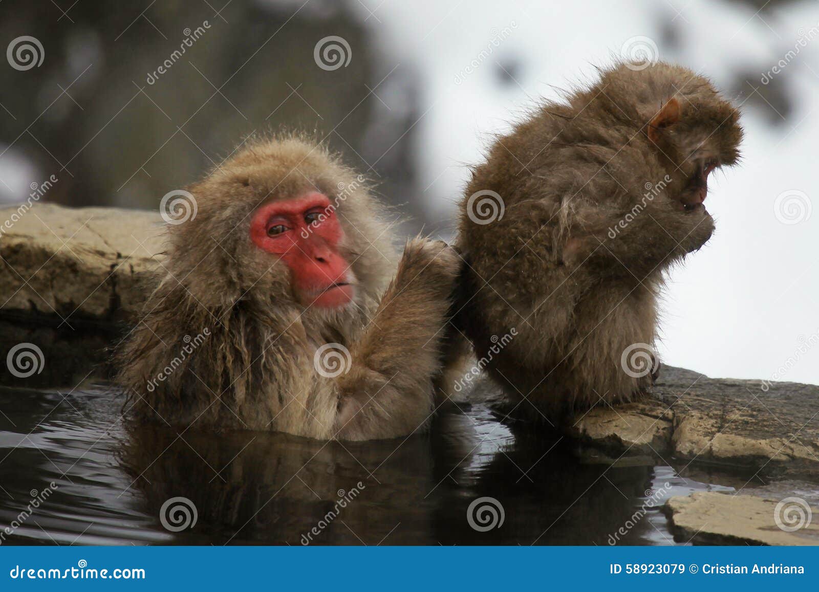 Snow Monkeys, Macaque Bathing in Hot Spring, Nagano Prefecture, Japan ...