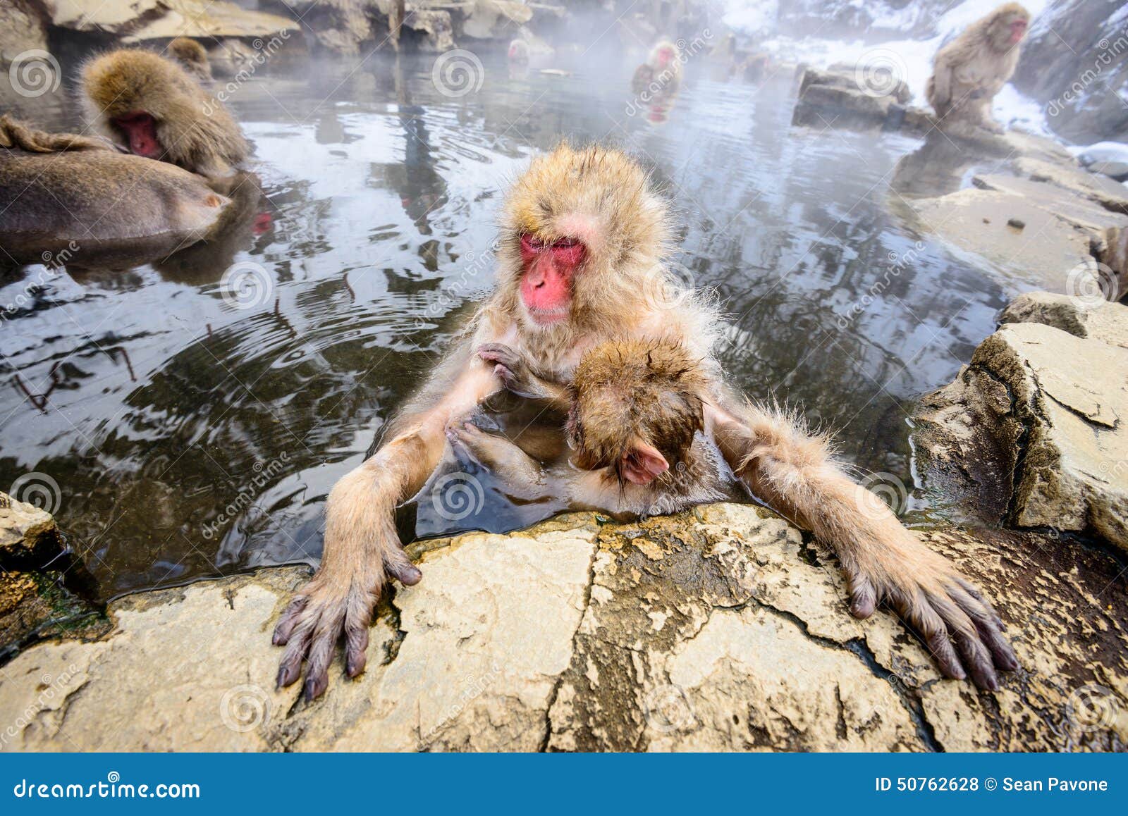 Snow Monkeys stock photo. Image of asia, bath, japan - 50762628