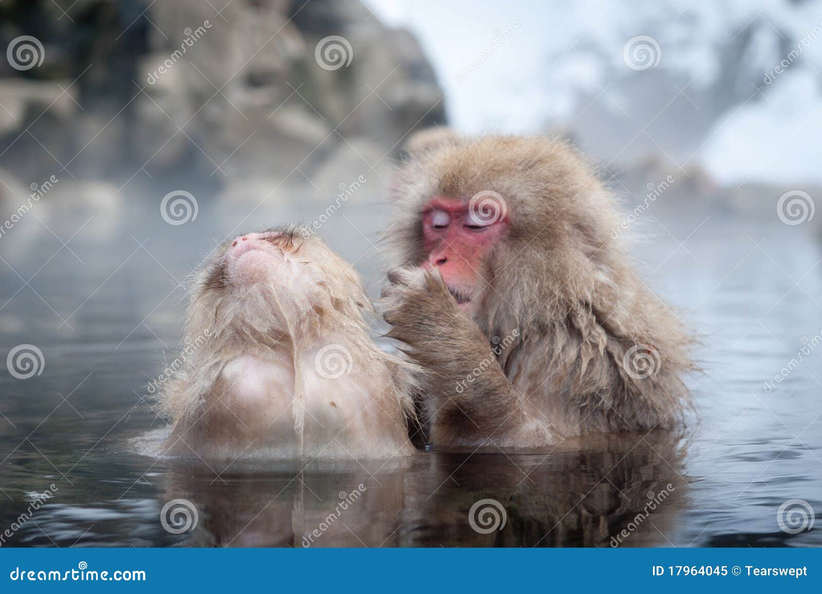 Snow Monkeys In A Natural Onsen (hot Spring), Located In Jigokudani ...