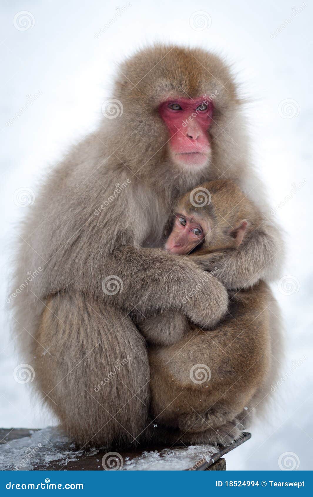 Snow Monkeys in Onsen stock photo. Image of yaenkoen - 18524994