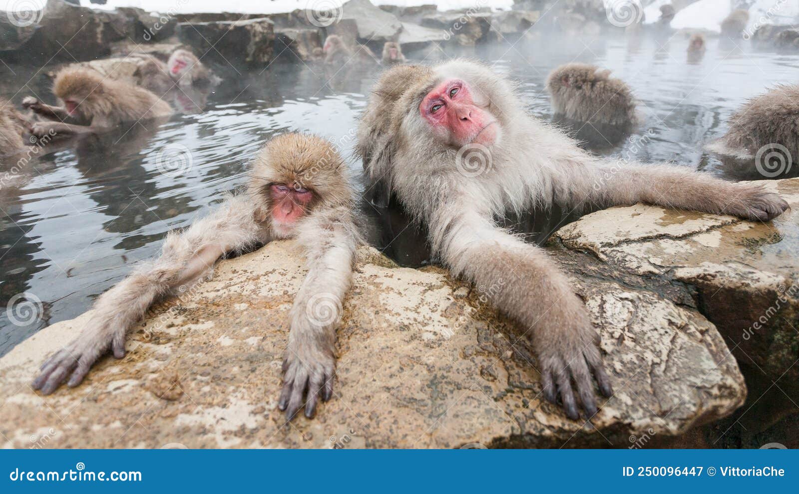 Snow Monkeys Sitting in a Hot Spring, Japan. Stock Image - Image of ...