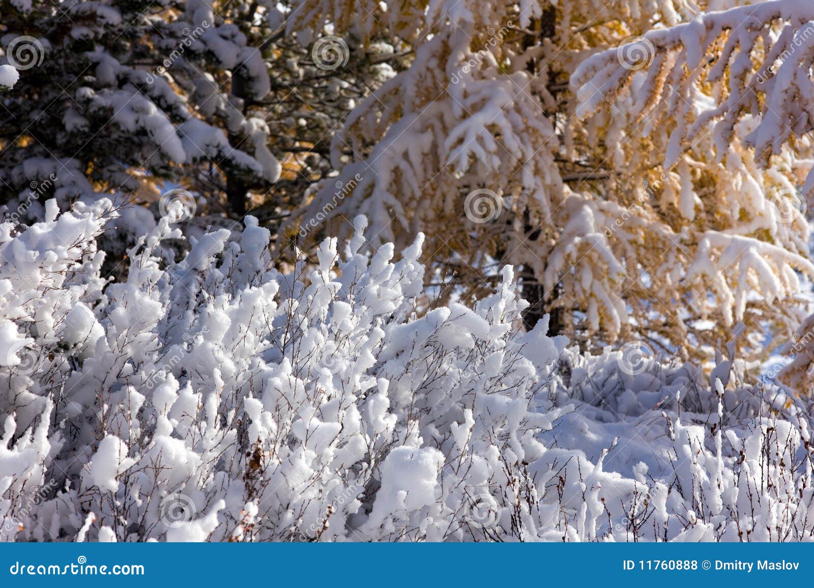 Snow morning stock photo. Image of cold, climate, cool - 11760888