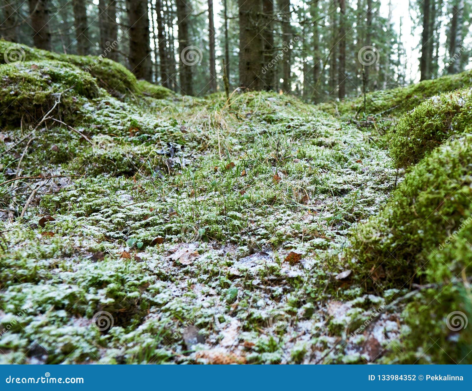 Snow on moss in forest stock photo. Image of grass, snow - 133984352