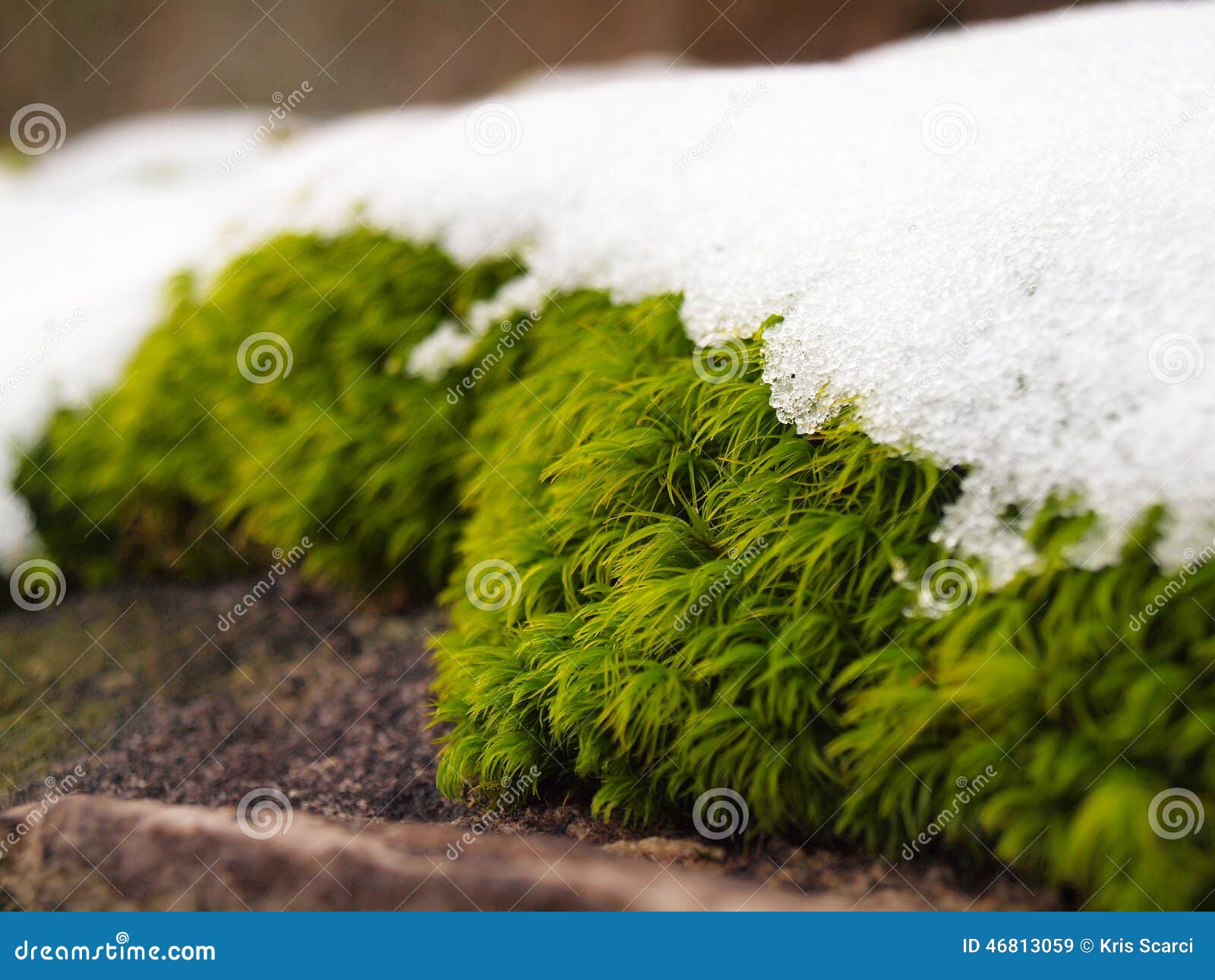 Snow on Moss stock image. Image of hiking, winter, ohiopyle - 46813059