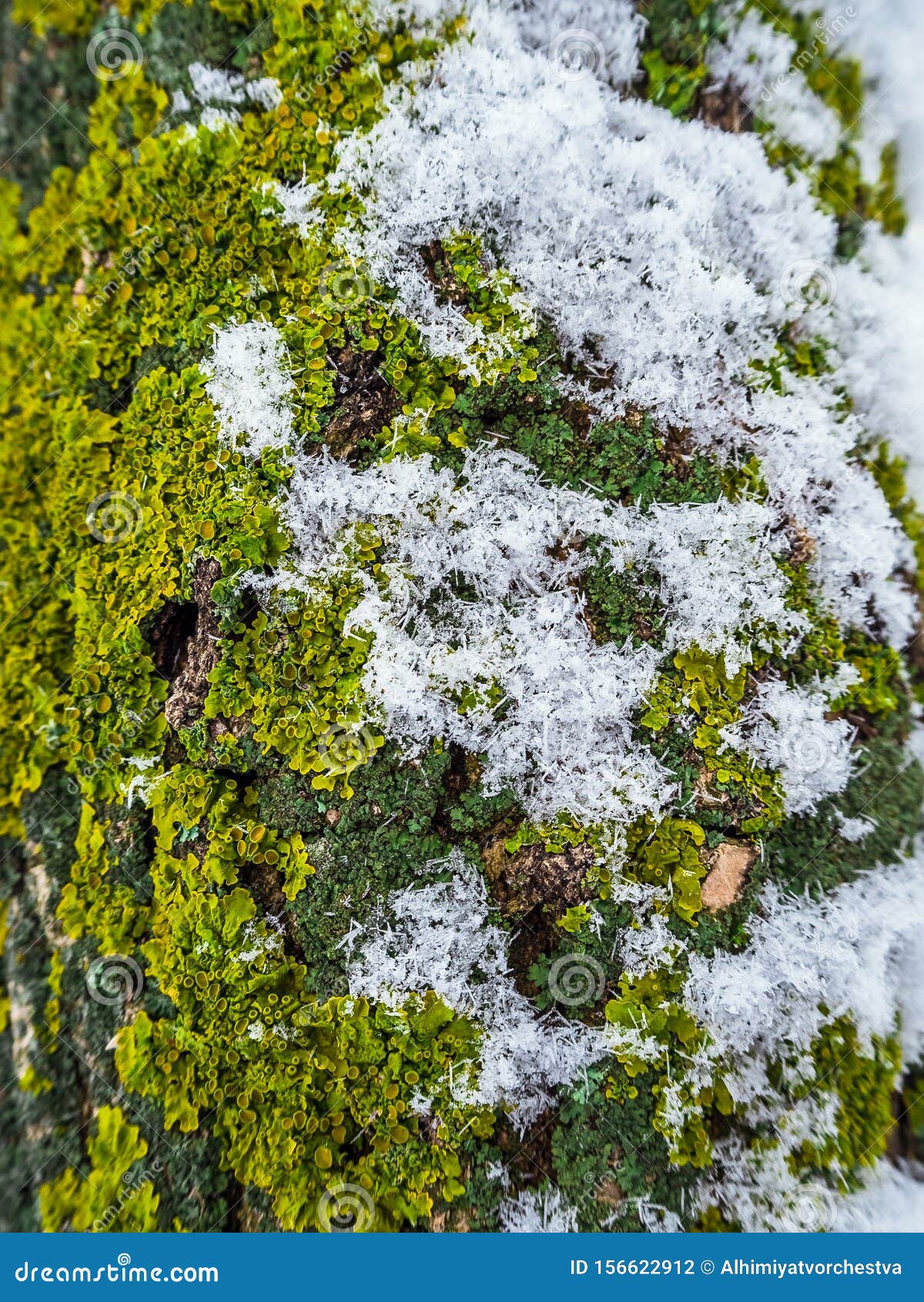Snow on the Moss on a Tree in Winter Stock Photo - Image of forest ...