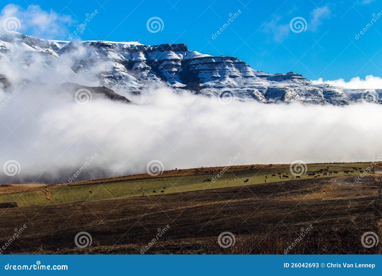 242 Lesotho Cattle Stock Photos - Free & Royalty-Free Stock Photos from ...