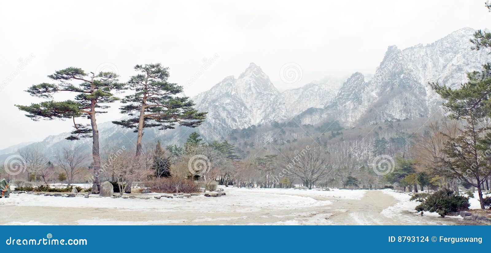 The Snow Mountain with Tree Stock Photo - Image of rocks, nature: 8793124