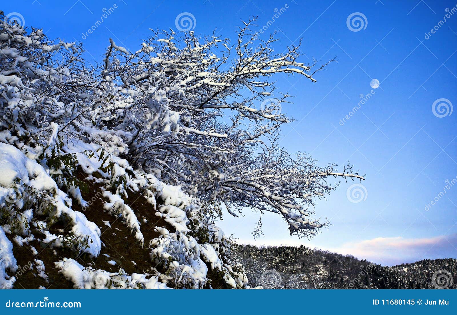 The Snow Mountain with Trees Stock Image - Image of tree, golden: 11680145