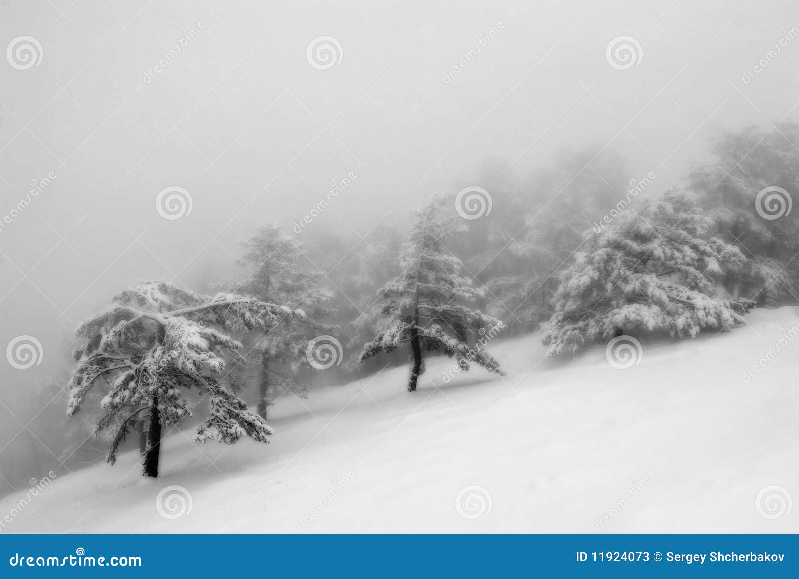 Snow mountain winter fog stock image. Image of coniferous - 11924073