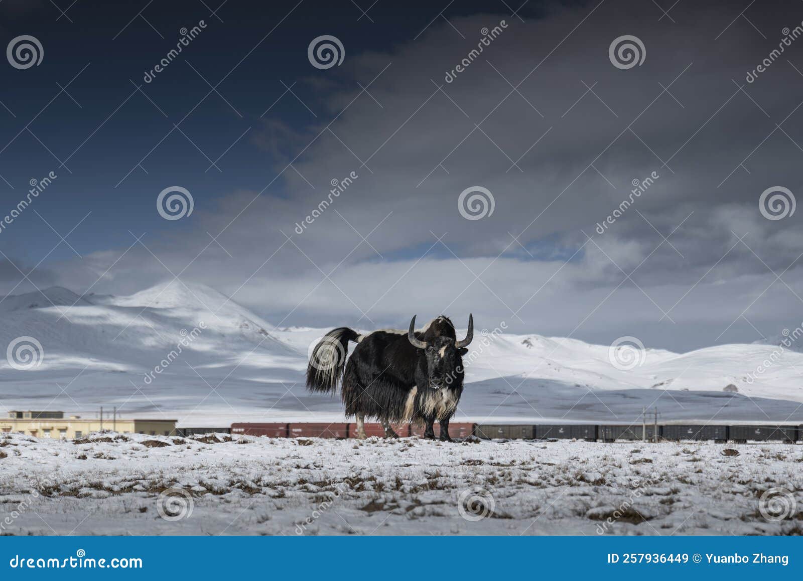 Snow Mountains and Yaks in Tibet Stock Image - Image of blizzard ... Snow Mountains and Yaks in Tibet Stock Image - Image of blizzard ...