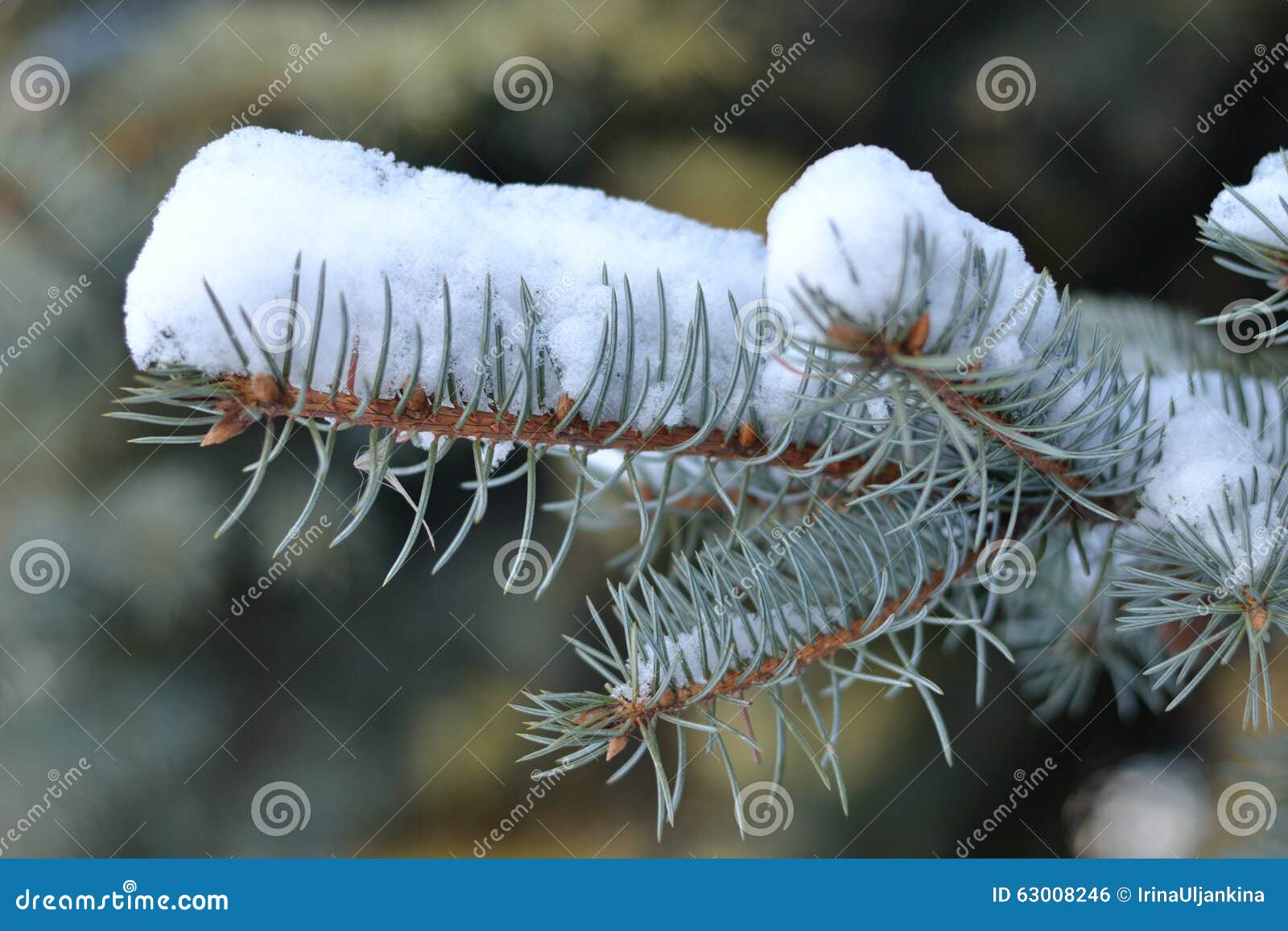 Snow on needles stock photo. Image of branch, pine, spruce - 63008246