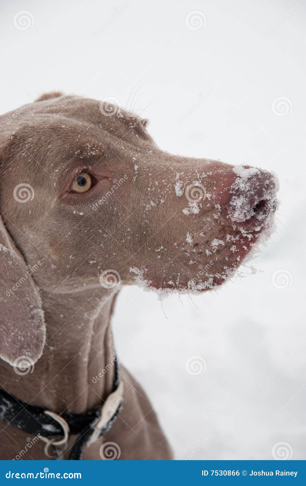 Snow on the Nose stock photo. Image of waiting, outside - 7530866