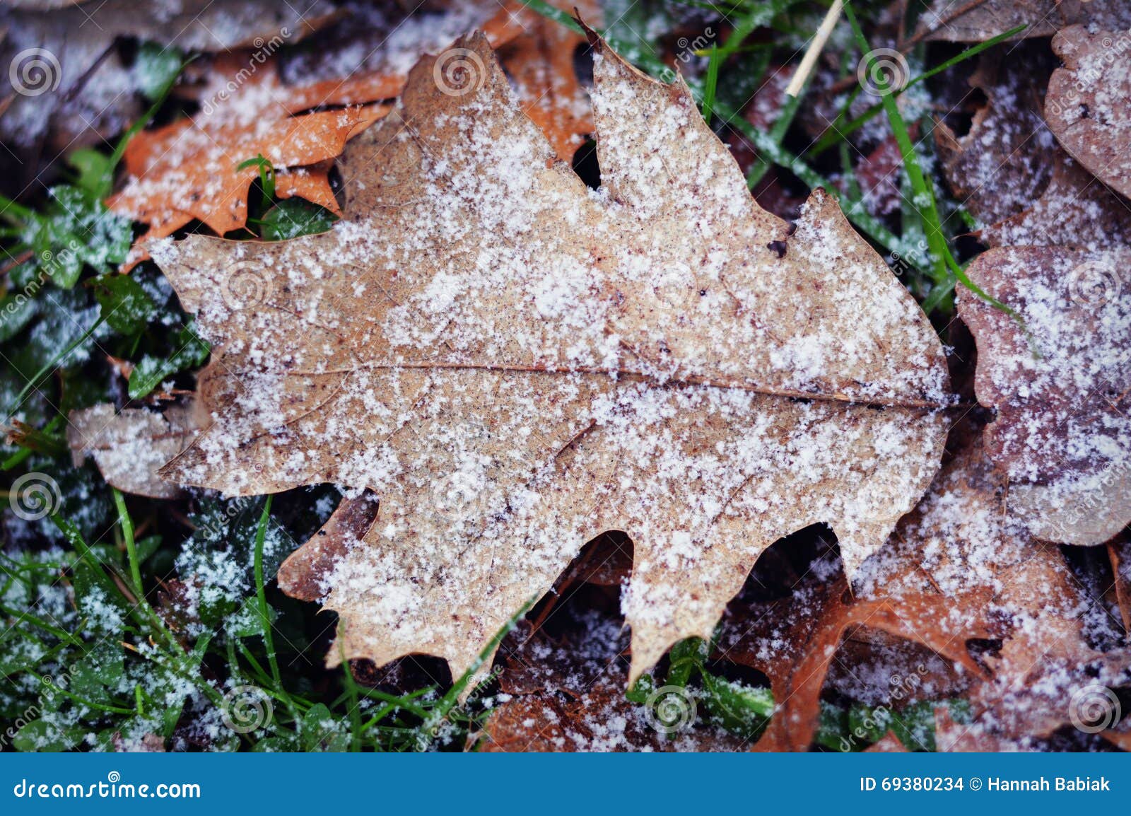 Snow on Oak Leaf stock photo. Image of leaf, leaflet - 69380234