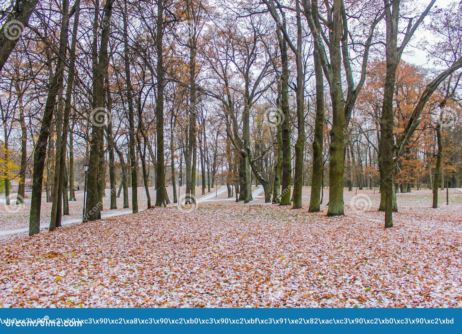 Snow in October in the Park Stock Image - Image of forest, gatchina ...