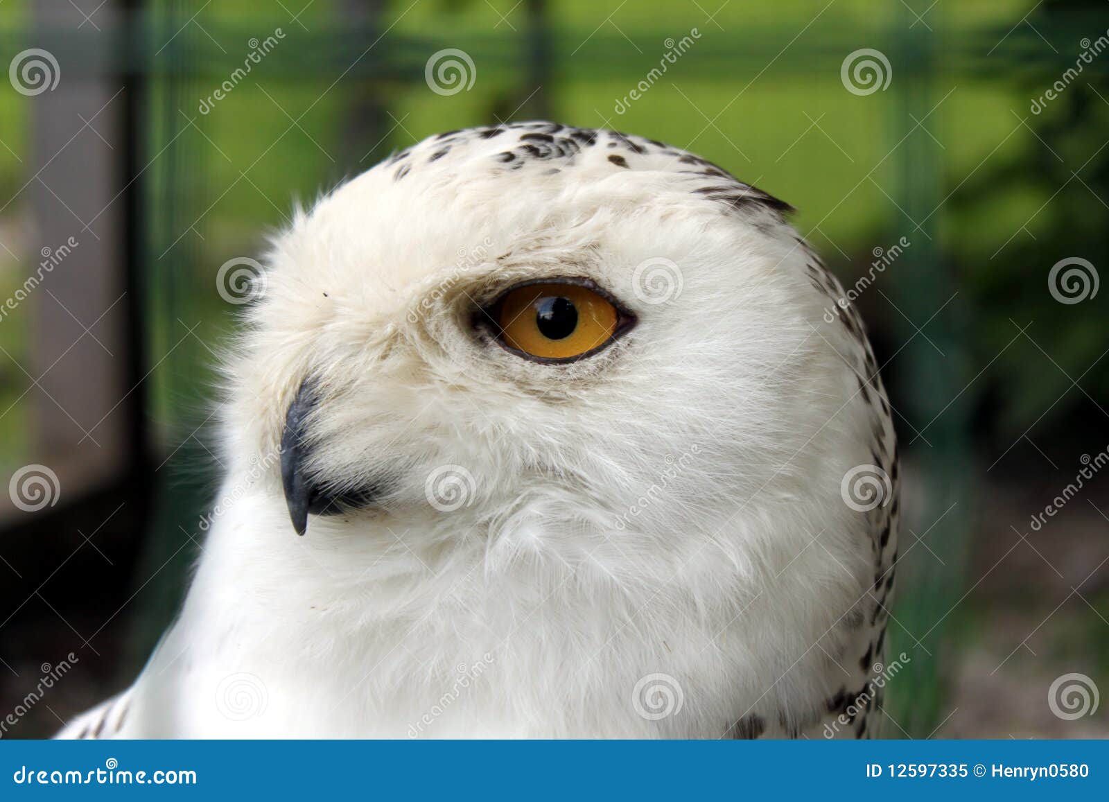 Snow owl stock image. Image of head, hissing, aggressive - 12597335