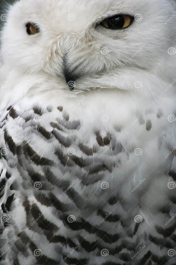 Snow Owl stock photo. Image of tail, hedwig, silent, birds - 14257312