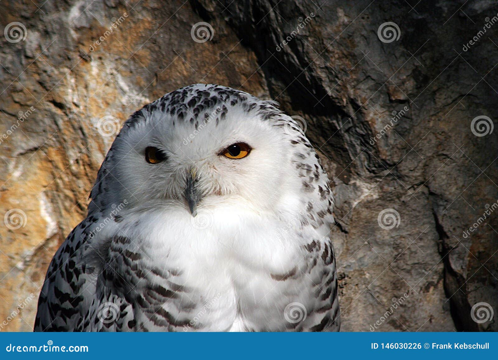 Snow Owl Portrait in the Sun Stock Photo - Image of wild, outdoors ...