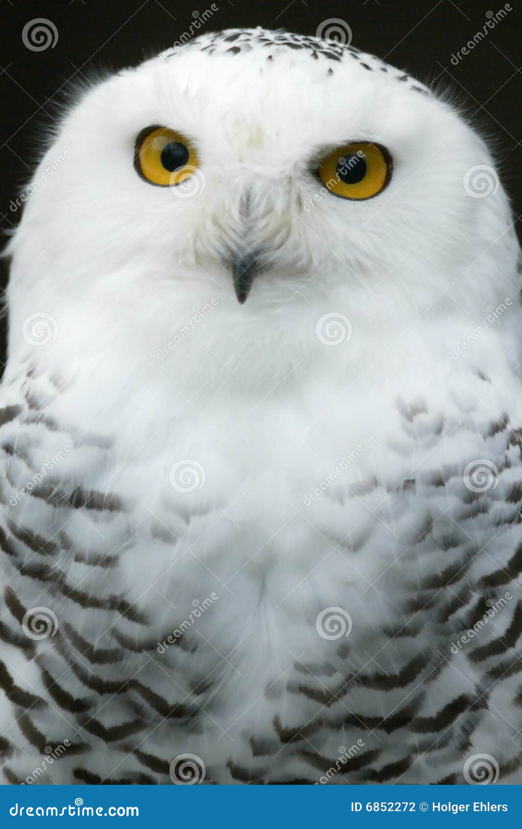Snow Owl stock photo. Image of bird, nyctea, head, portrait - 6852272