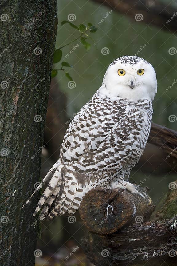 Snow owl stock photo. Image of predator, wild, white, raptor - 7336288