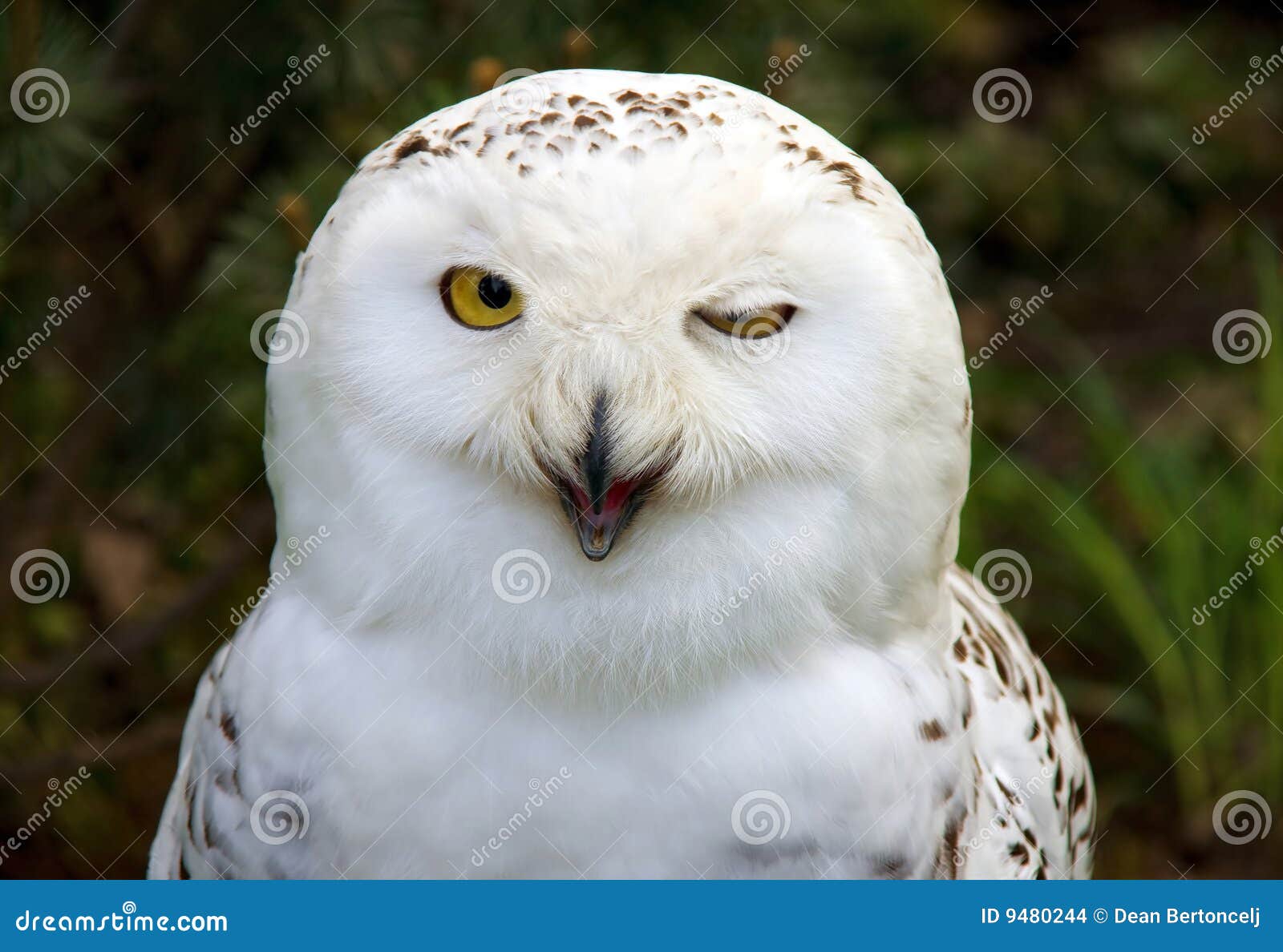 Snow Owl stock photo. Image of eyes, bird, winking, beak - 9480244