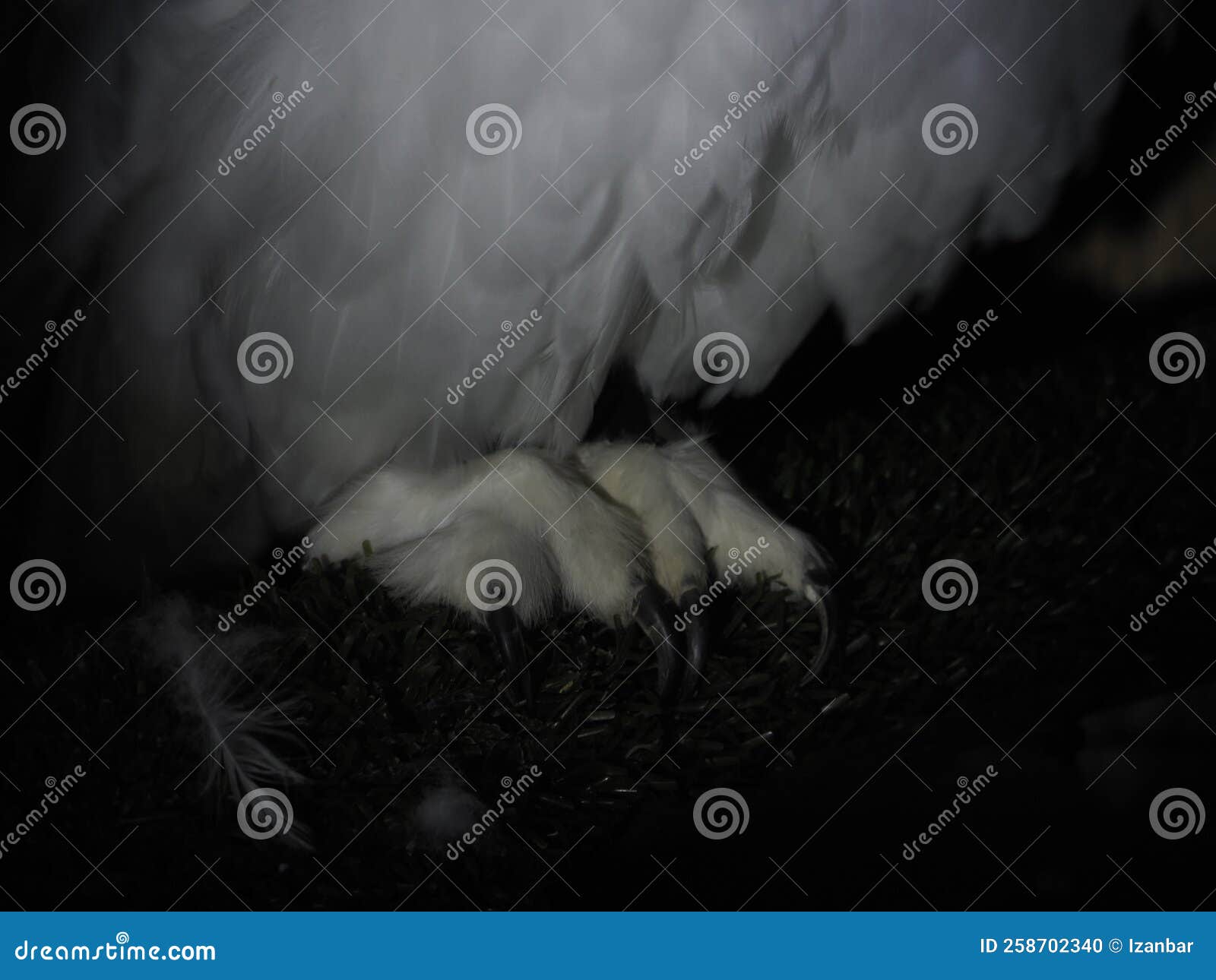 Snow Owl Claw Detail Isolated on Black Stock Photo - Image of closeup ...