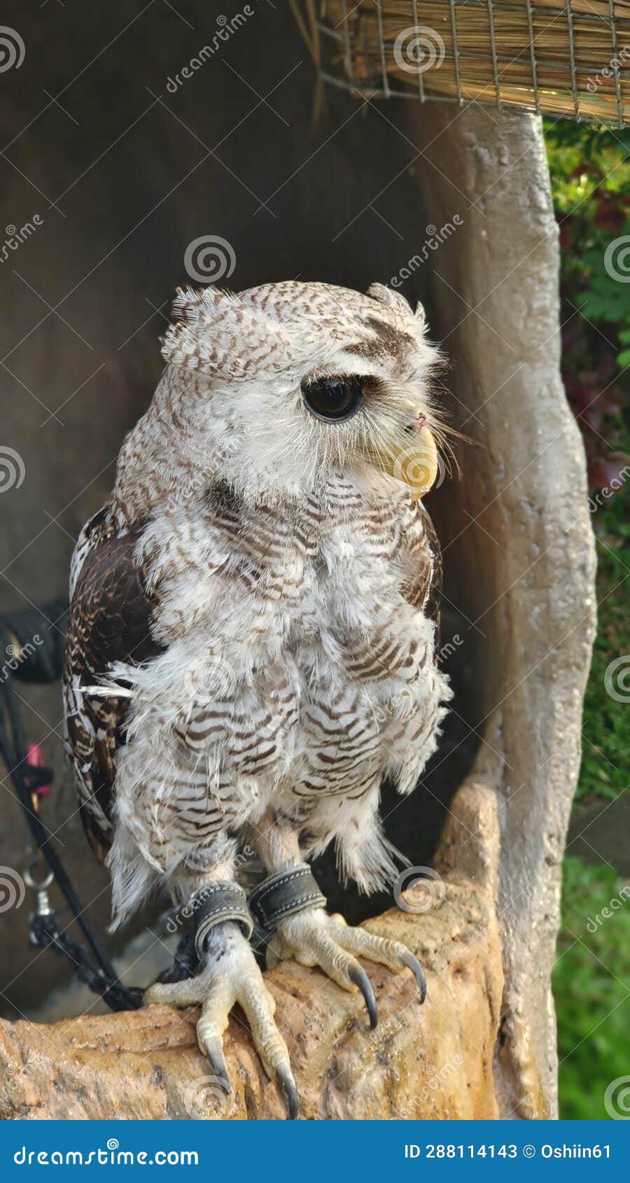 Snow Owl Cute Bird Stnading Alone with a Chains on Her Feet Stock Image ...