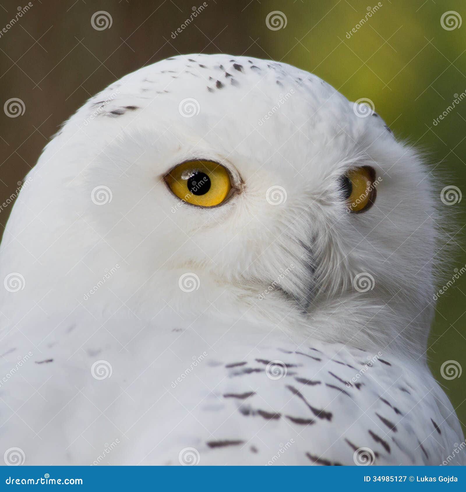 Snow owl stock image. Image of prey, bird, snowy, tales - 34985127