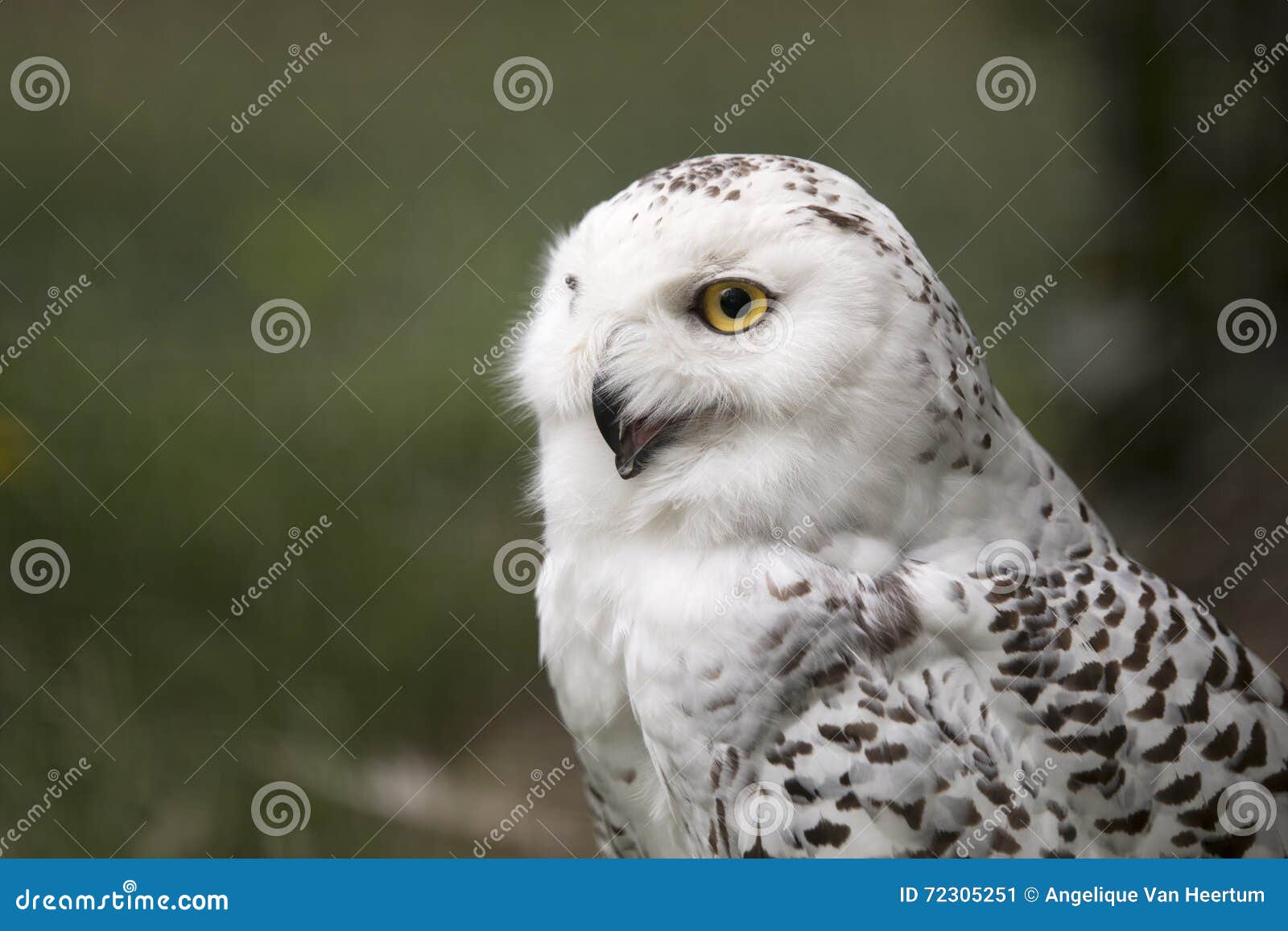 A Snow Owl, Side View, Yellow Eye Stock Image - Image of beautiful ...