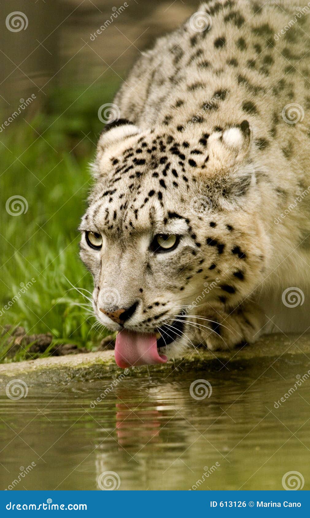 Leopard Drinking Pond Photos - Free & Royalty-Free Stock Photos from ...