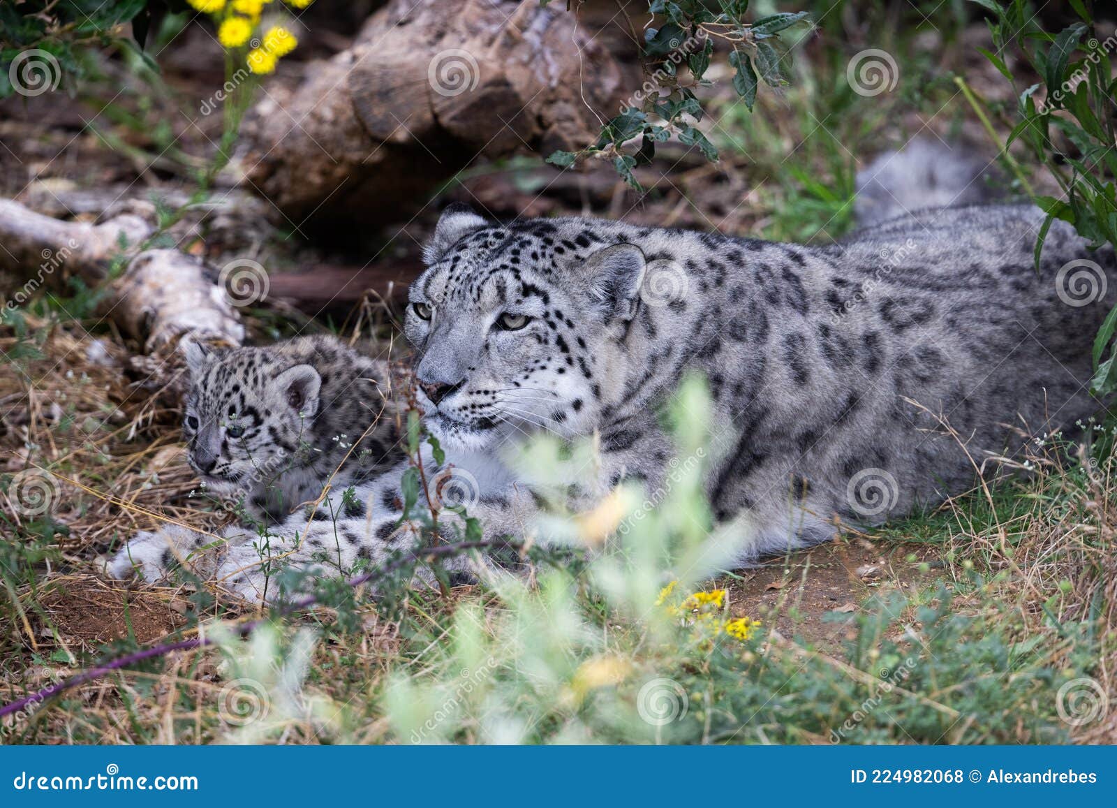 A Snow Panther is Resting in the Mountain Stock Photo - Image of ...