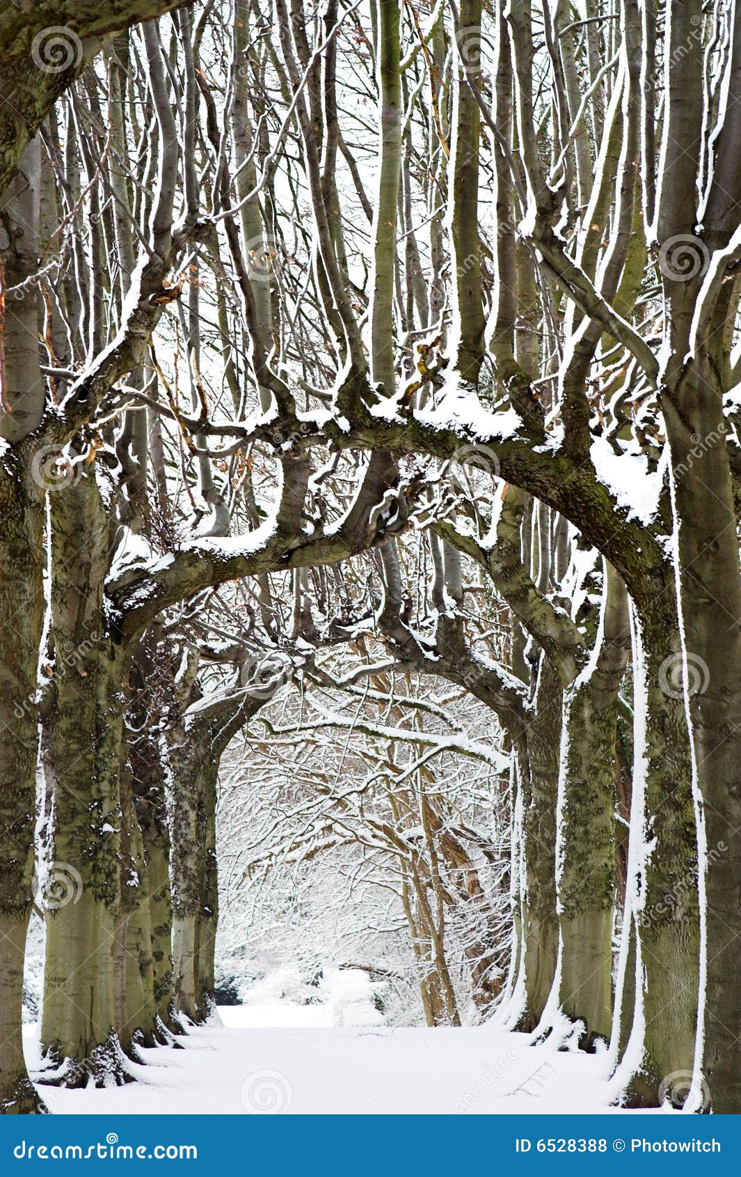 Snow parade stock photo. Image of crisp, scenic, pastoral - 6528388