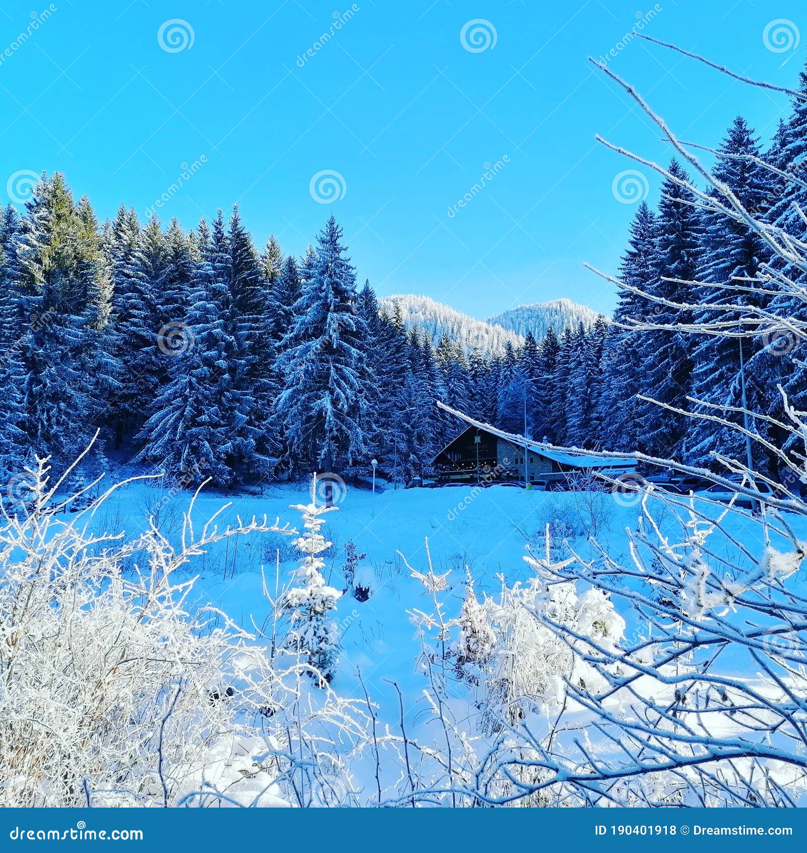 The snow paradise stock photo. Image of spruce, wilderness - 190401918