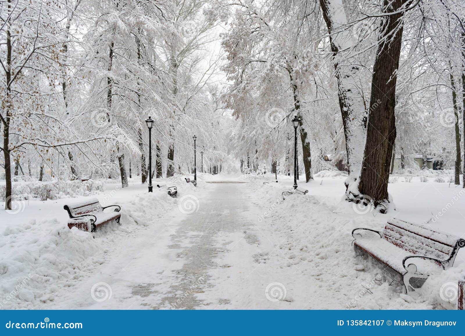 Snow in the park stock image. Image of forest, blizzard - 135842107