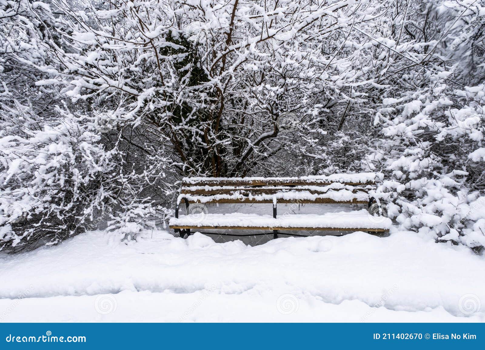 Snow in the park stock photo. Image of pine, frozen - 211402670