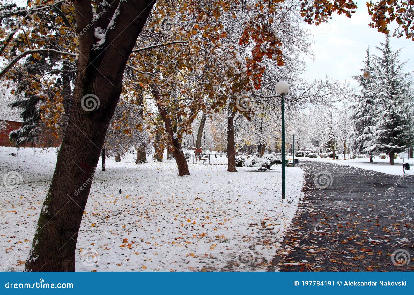 Snow in the Park stock image. Image of leaf, natural - 197784191