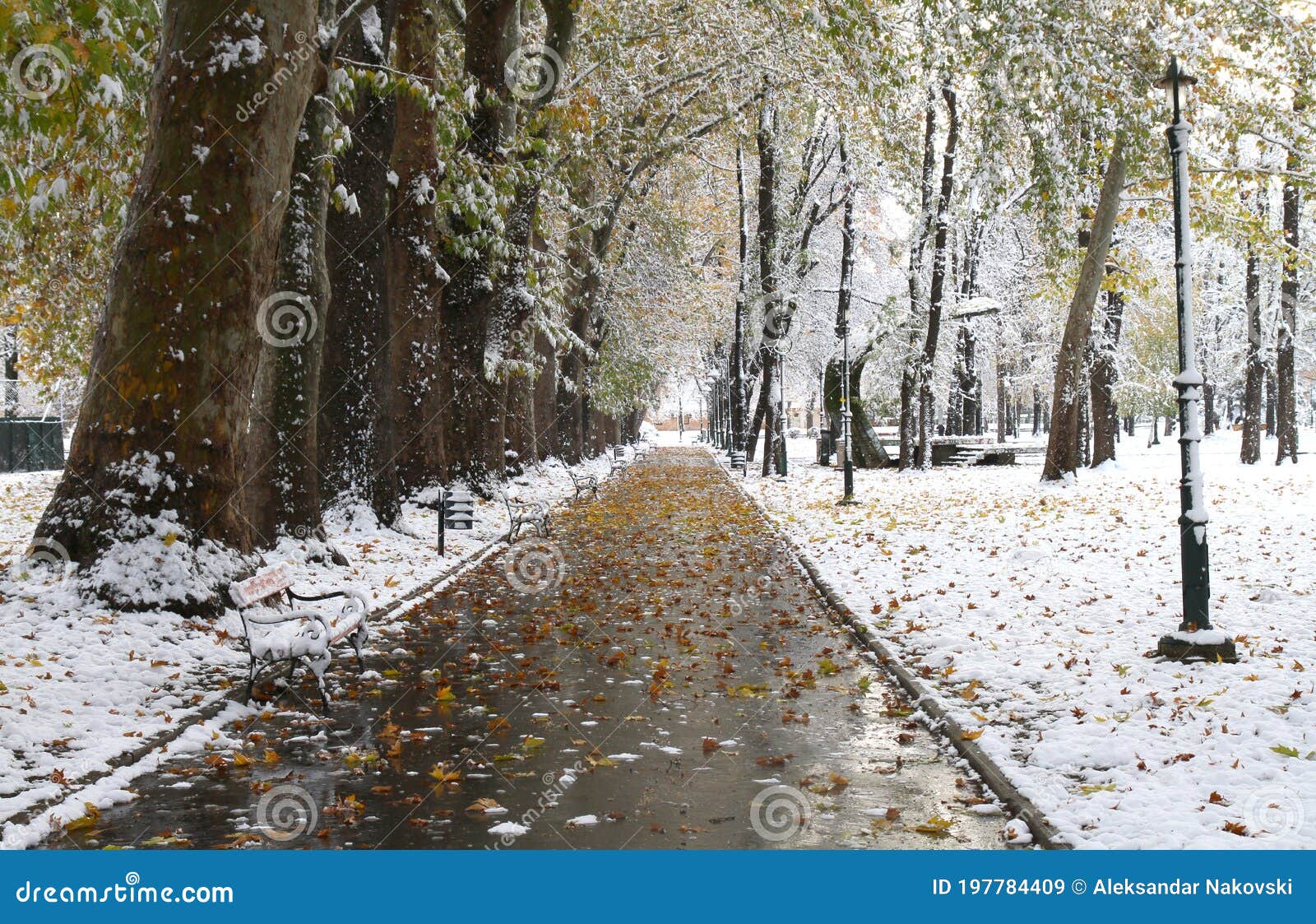 Snow in the Park stock image. Image of morning, horizon - 197784409