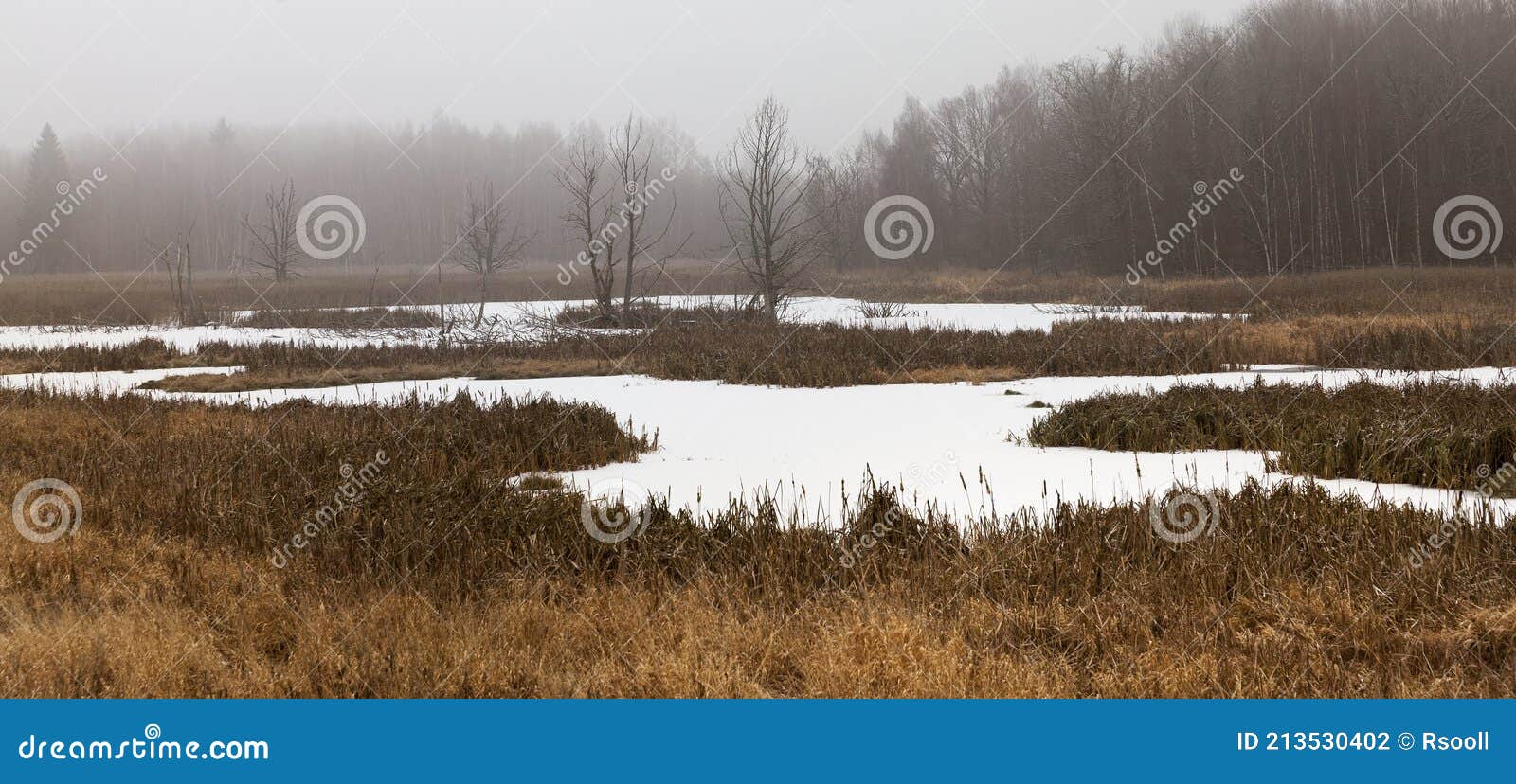 Snow part of the swamp stock photo. Image of snow, orange - 213530402