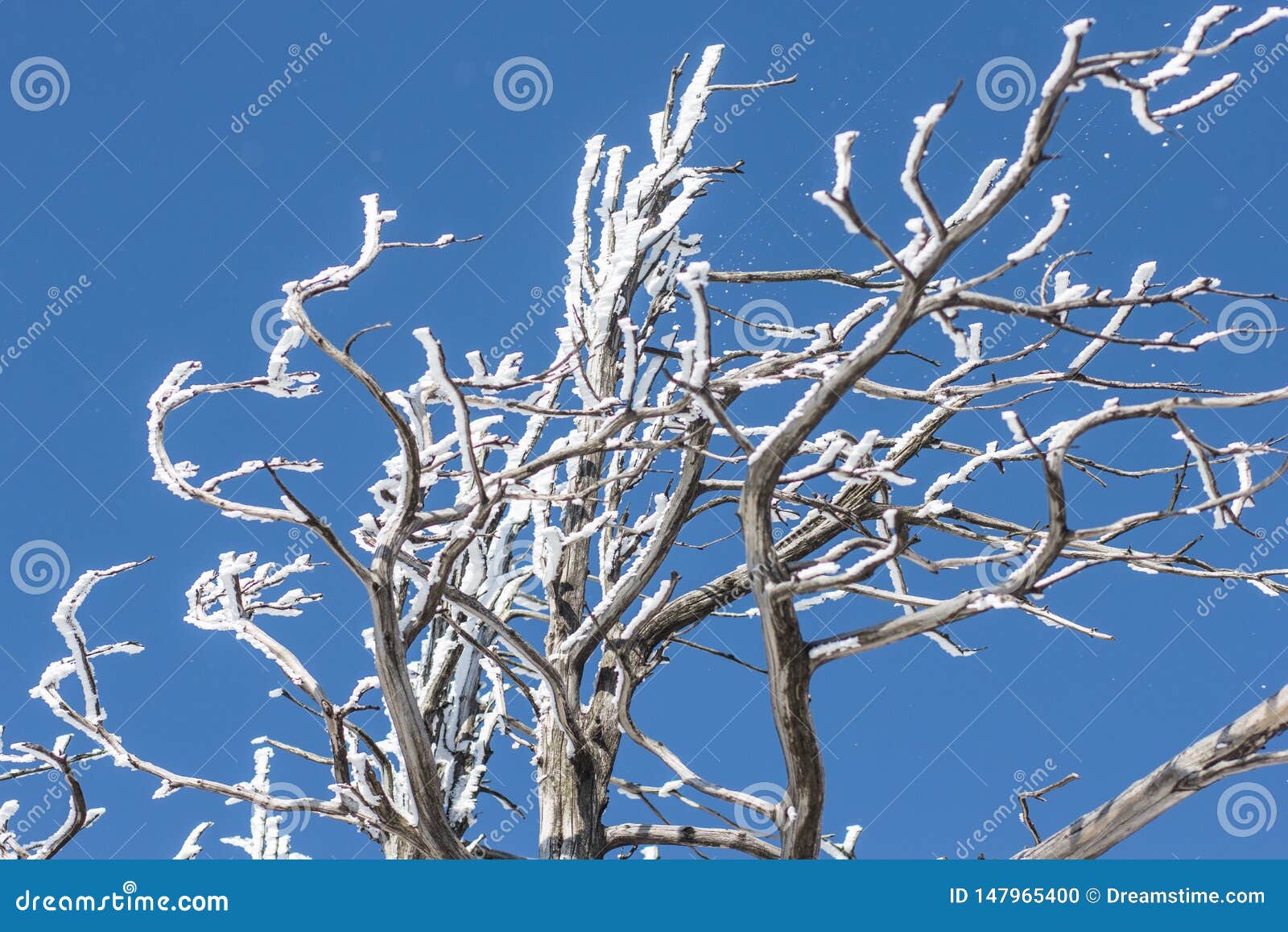 Snow Partially Covered a Withered Tree. Stock Photo - Image of covered ...