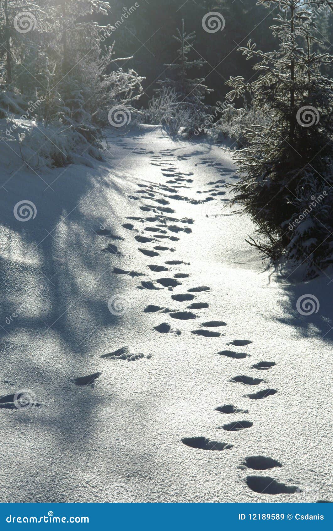 Snow path stock image. Image of gathering, snow, remember - 12189589