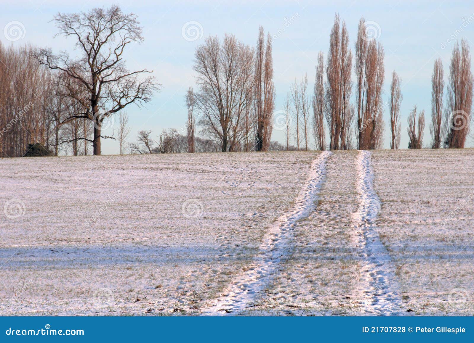 Snow path stock photo. Image of winter, tree, farmland - 21707828